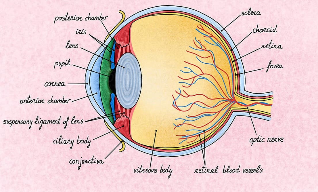 How Does the Human Eye Work - Learningkraft